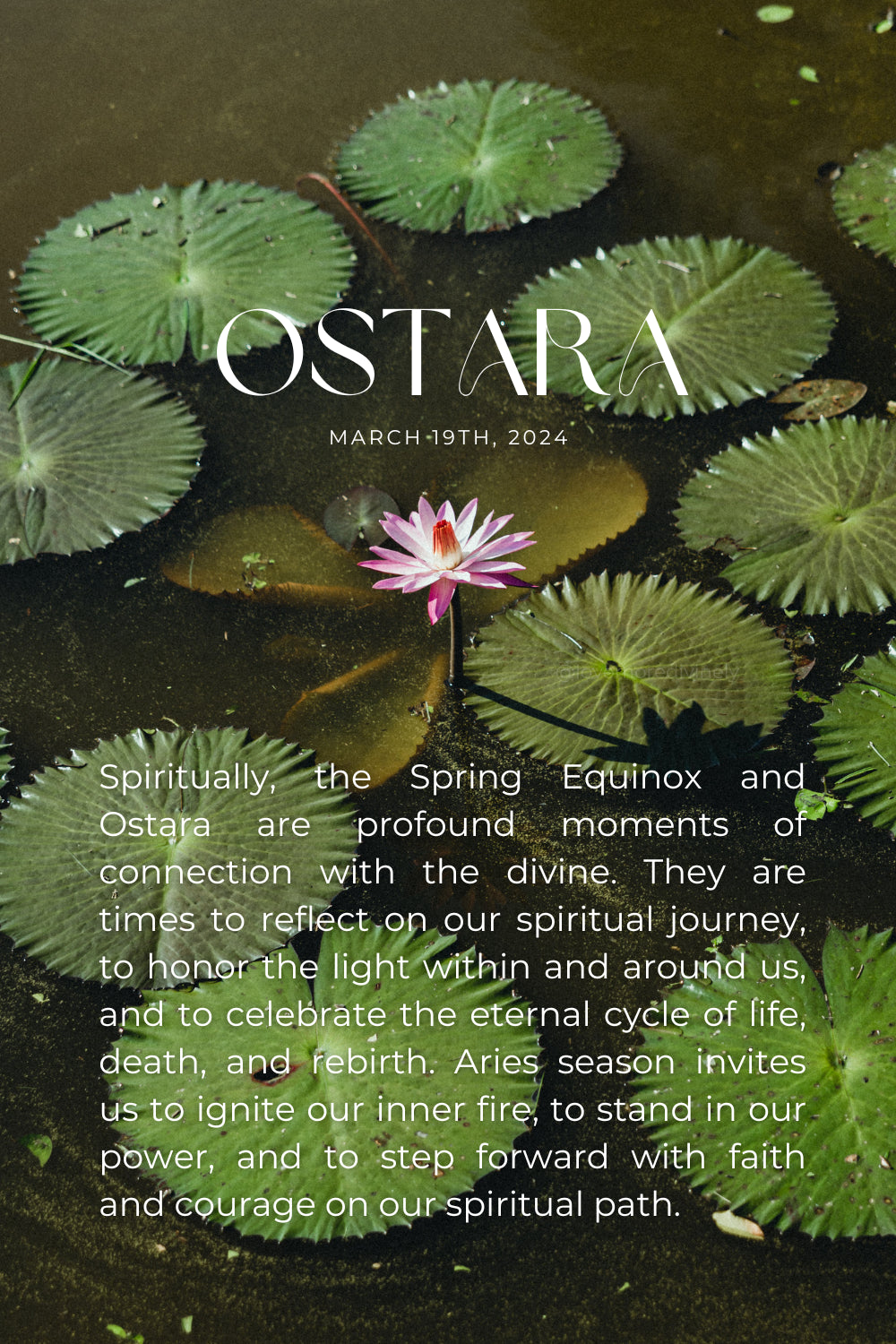 Blossoming with Ostara: A Journey of Renewal - Love More Divinely